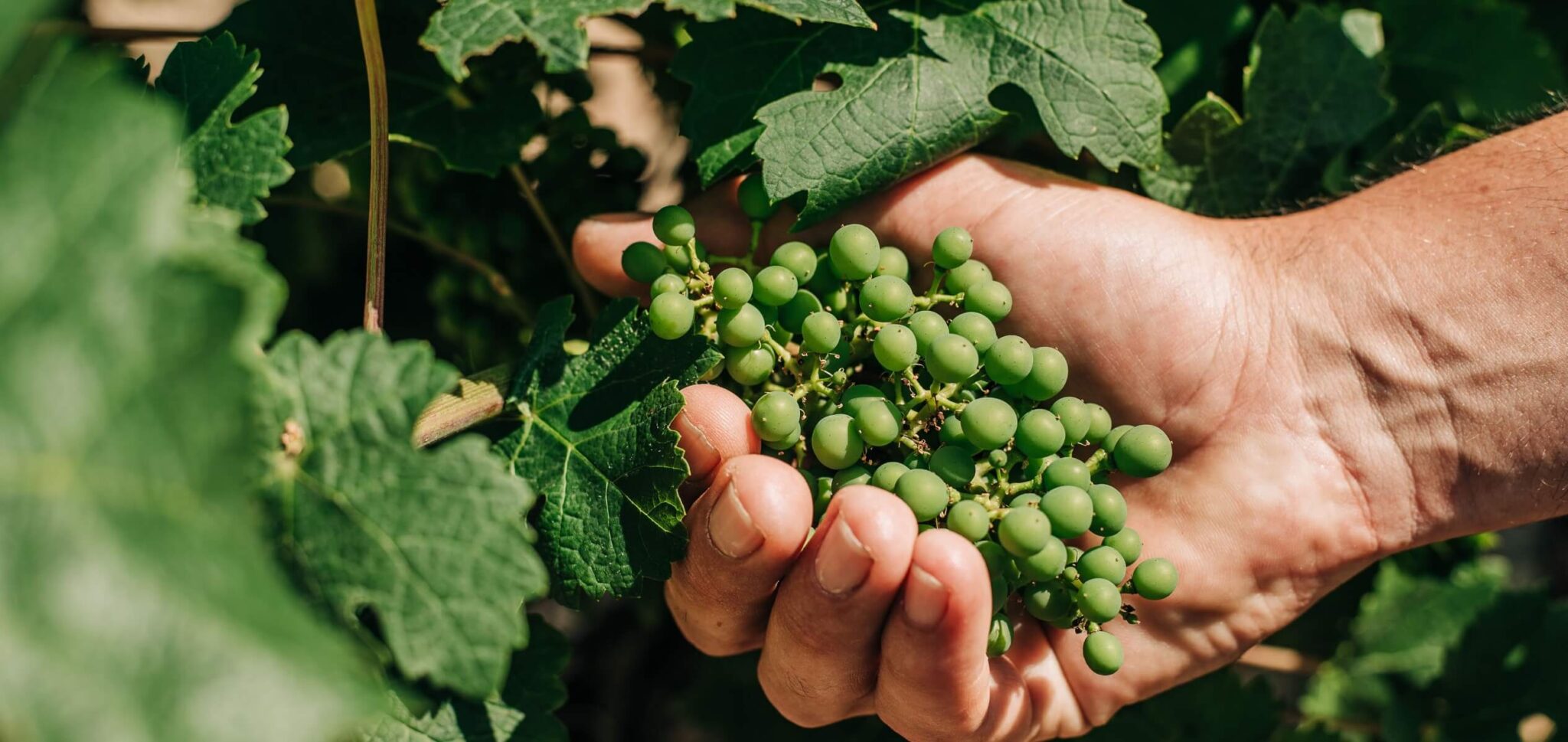 Notre identité - Les vignobles Foncalieu